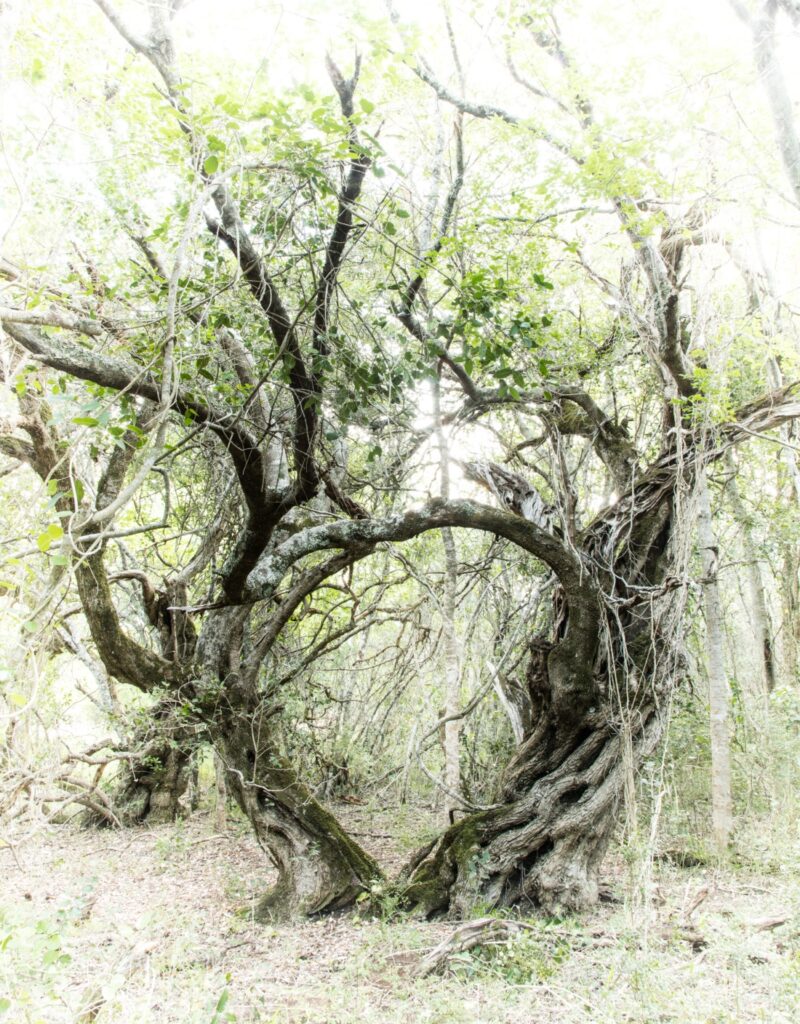 Tree of Faith ~ African Wild Olive – The African Tree Essences